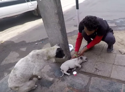 White Wolf : Anguished mother dog cries out for help for her wounded puppy