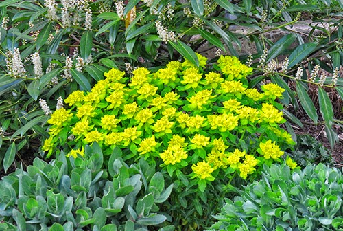 -neuer Gartentraum-: Erste Pfingst- (Oster-) Rose