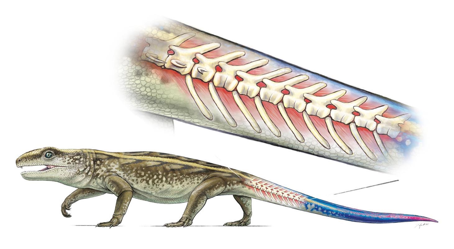 Species New to Science: [Paleontology • 2018] Caudal Autotomy as Anti ...
