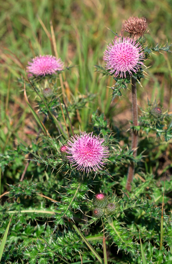 Small thistle (Xiaoji)-Cirsium setosum-Herba Cirsii Segeti