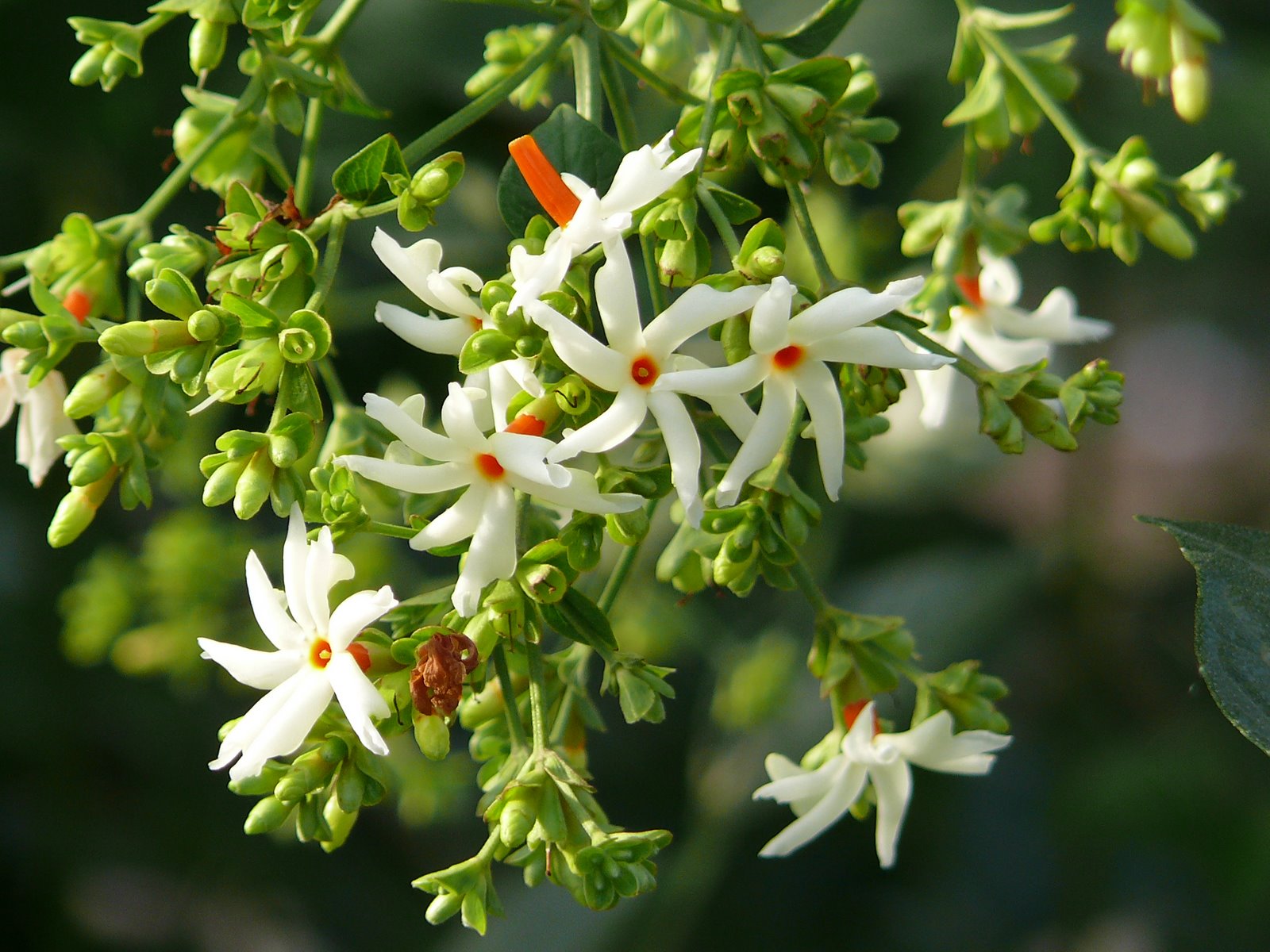 HEALTH BENEFITS OF PAVALAMALLI (NYCTANTHES ARBOR-TRISTIS)