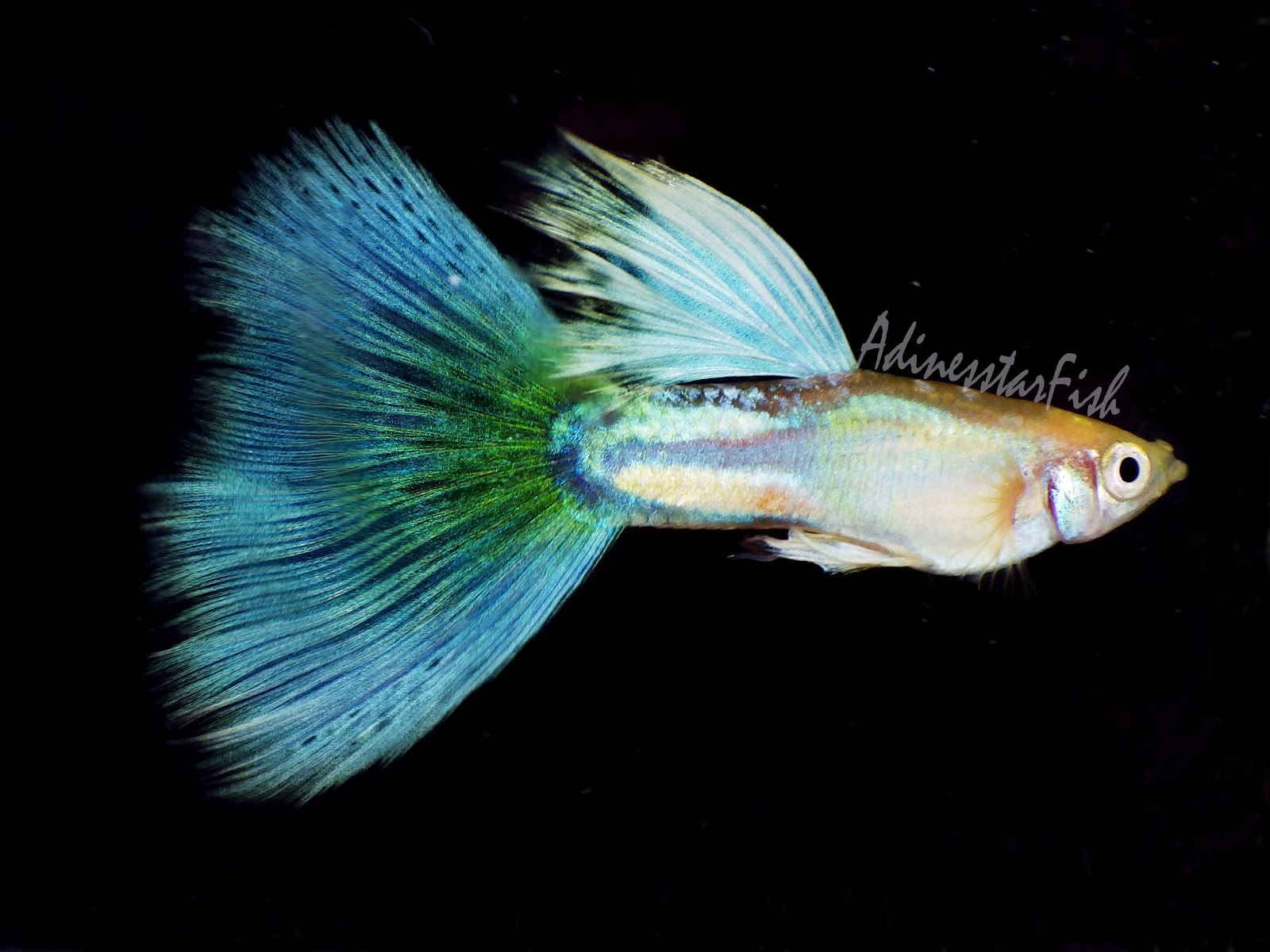 Guppy Blonde Blue Grass - Adinesstar Tropical Fish Blog