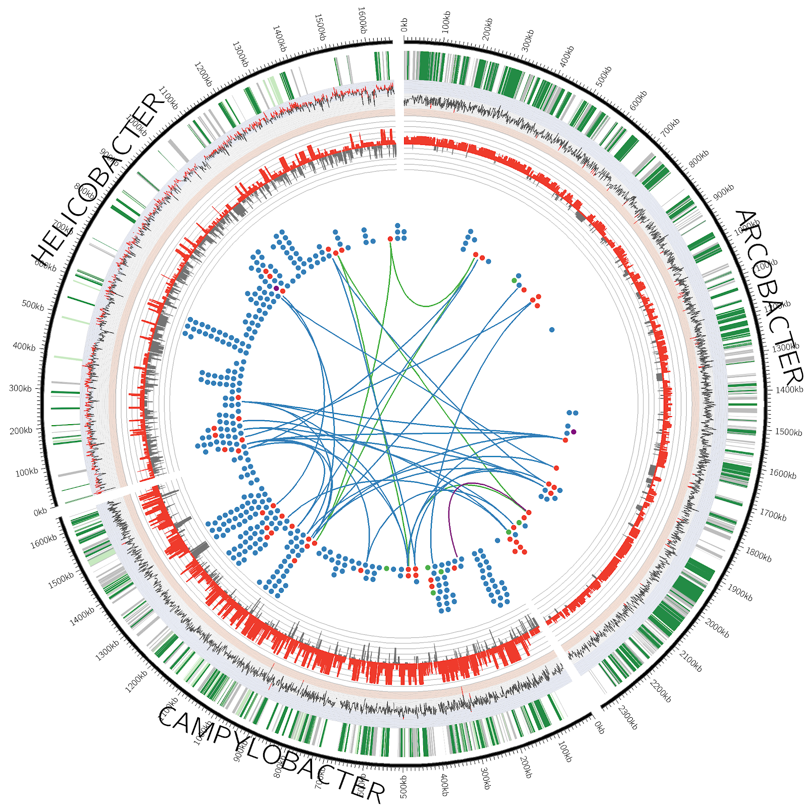 Anabelov Info: Pan-genome of three genera