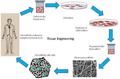 Growing potential of tissue engineering procedures in the treatment ...