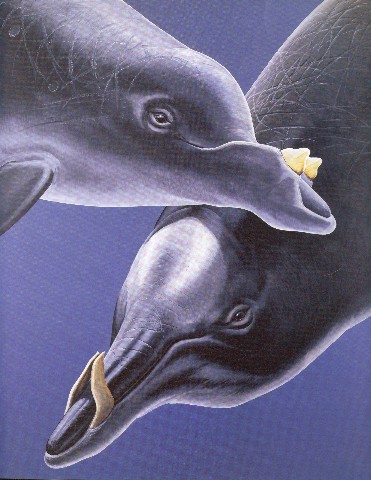 Domain of the C-Rex: Paleo Interview 8: Peter Schouten