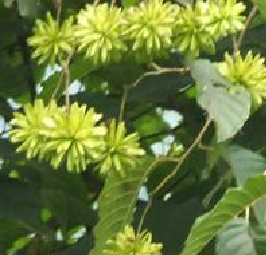 Medicinal Plants: Camptotheca aka Cancer Tree