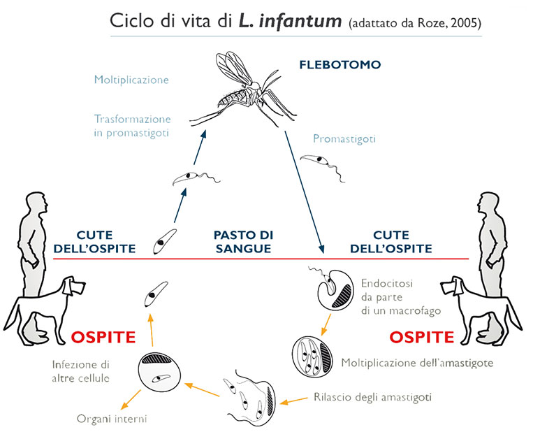 A spasso con Cody, il mio amico labrador: Leishmaniosi canina, una ...