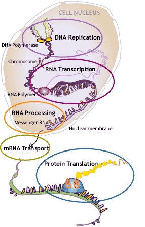 Medical and Health Science: DNA-RNA- Protein