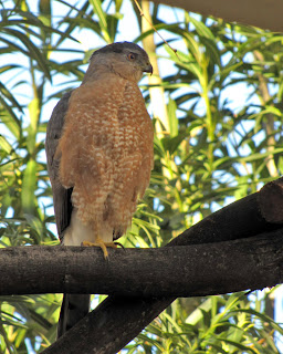 Desert Colors: Cooper's Hawk