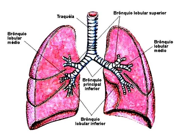 Sobre o Pulmão & Tipos de Respiração | Biologia