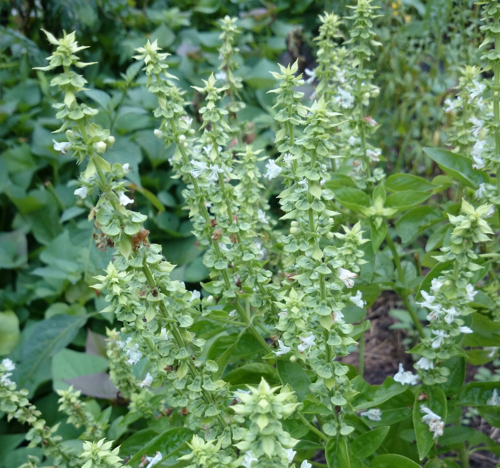 POKOK HERBA BASIL ITALI MEKAR DI KBR - Rangkuman Cara Bertanam Lengkap