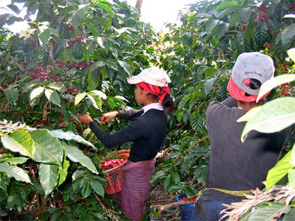 EL CAFÉ : PROCESO DEL CAFÉ