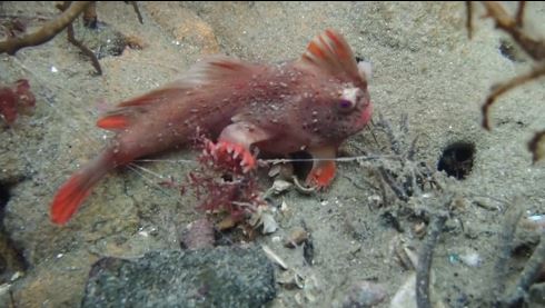 Discovery: Fish That Can 'Walk' With Hand-Like Flippers Pictured Deep ...