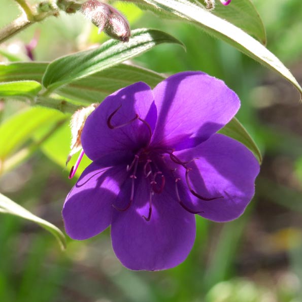 Girls Gardening in France: Madeira Plants