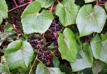 Trees Planet: Vitis berlandieri - Fall Grape