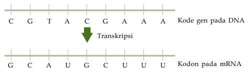 Substansi Genetik - Pustaka Belajar