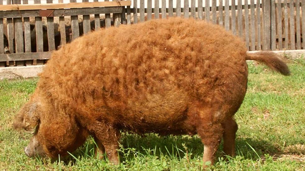 Biología IES Albal: El cerdo Mangalica o cerdo oveja