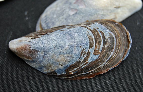 Phylum Mollusca ~ Zoology-NETWORK