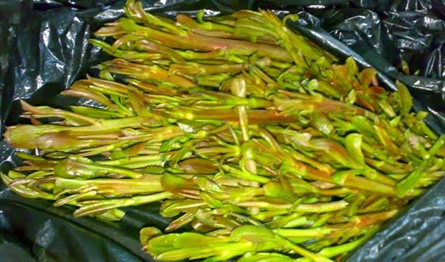 Khat chewers: Khat Photos