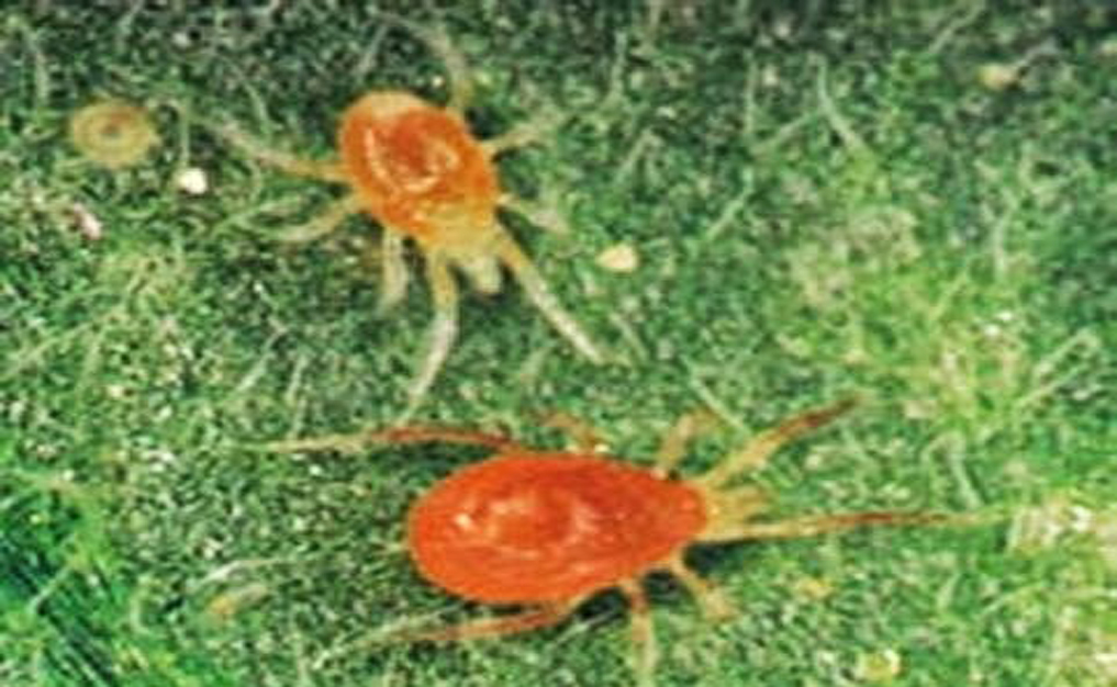 Kreasi Usaha: Hama Tungau Merah Sebagai Organisme Pengganggu Tanaman ...