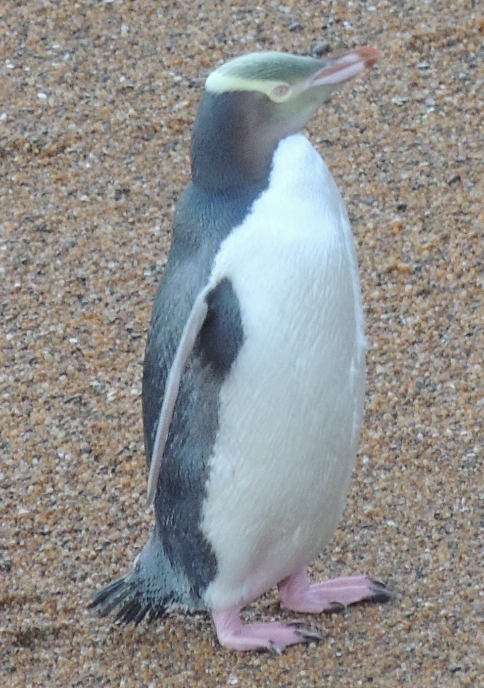 THE ROAD TAKEN : Hoiho: Yellow-Eyed Penguins