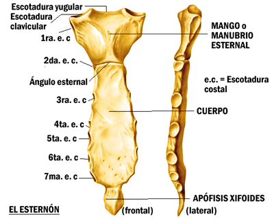 MORFOFISIOLOGIA I