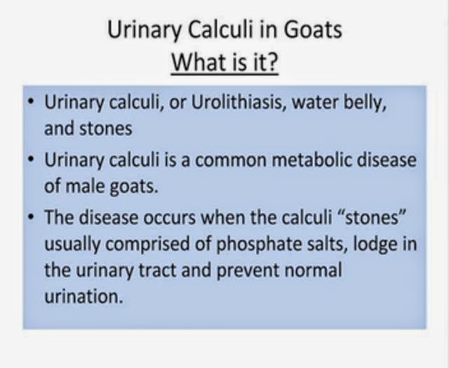 Nutritional related sheep and goat diseases ~ Amass Farming Tips & Info