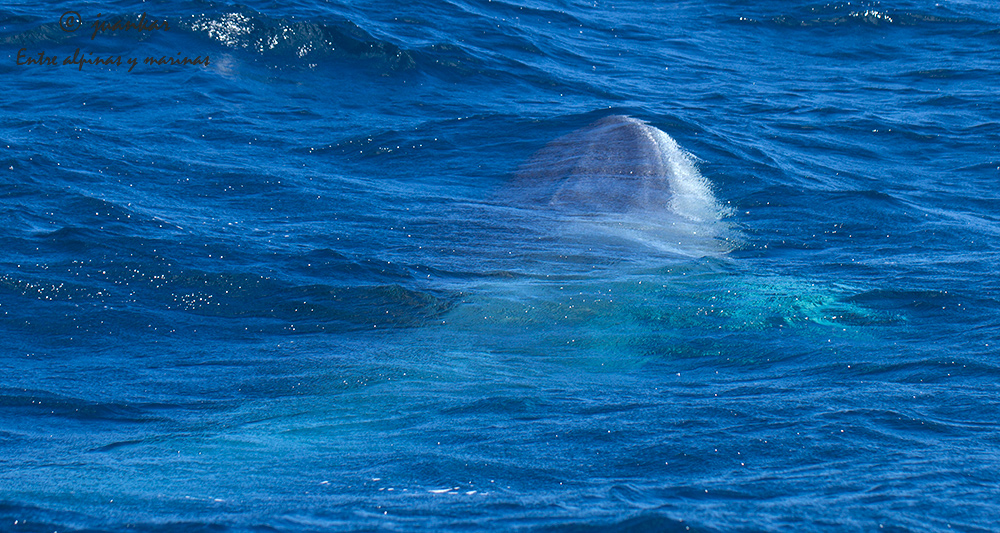 Entre alpinas y marinas.: Ballenas en Las Azores. Rorcual común, Fin Whale