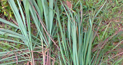 hasanabdil: jual serai merah