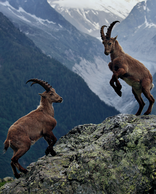 Nilgiri Tahr - Endangered Species