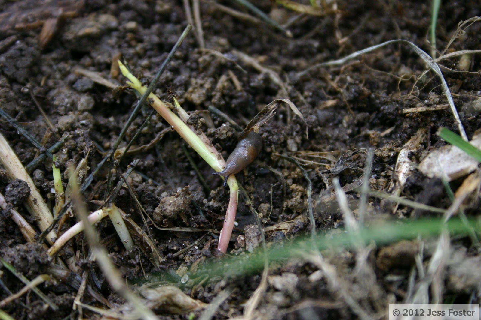 Sluggin' Along: New Slug Species