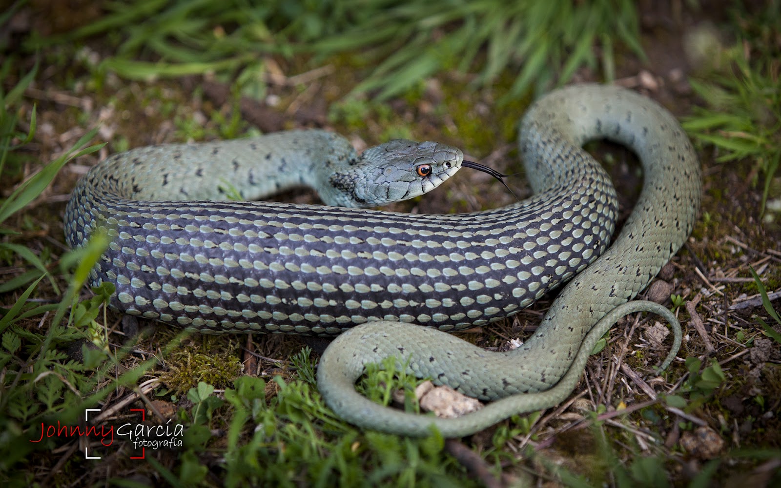 Blog personal de Johnny García | fotografía: Culebra, snake