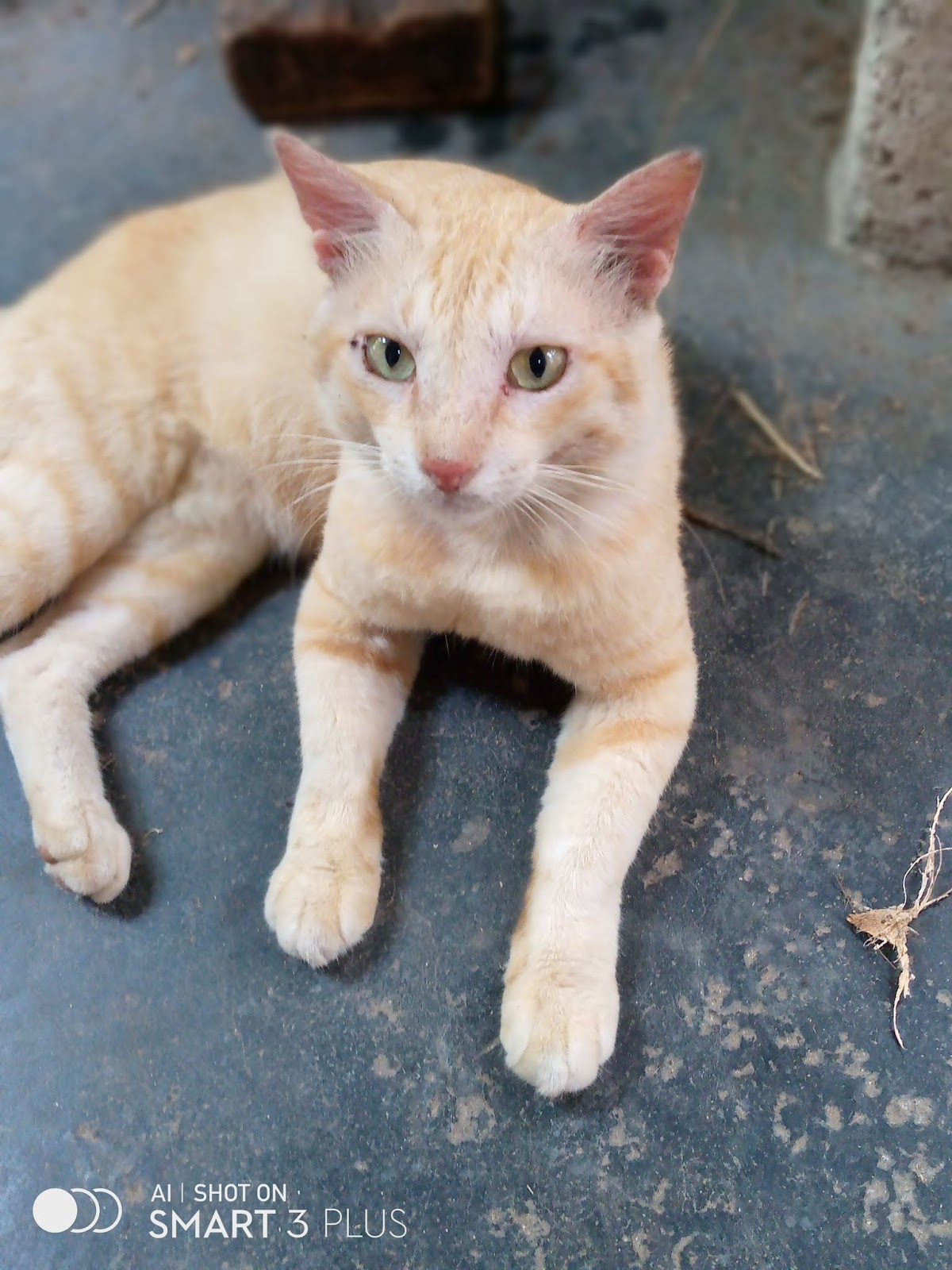 Infinix Smart S3 Plus rear camera review with samples - TECHPHLIE