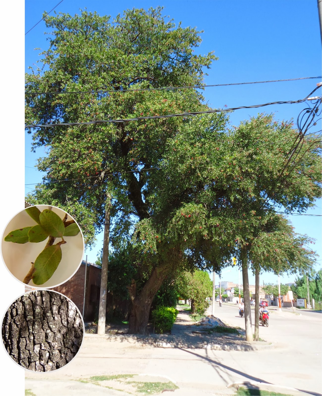 v e r d e c h a c o: Quebracho / Quebracho colorado