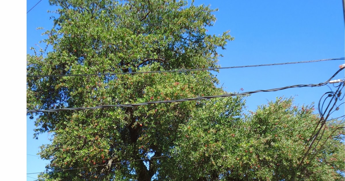 v e r d e c h a c o: Quebracho / Quebracho colorado