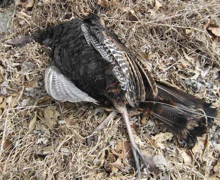 Dead Wild Turkey