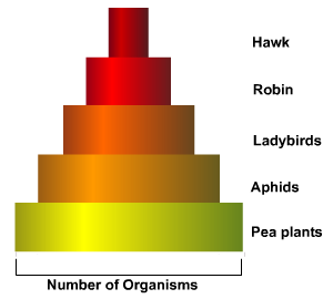The BioLogs: Feeding Relationships - pyramids