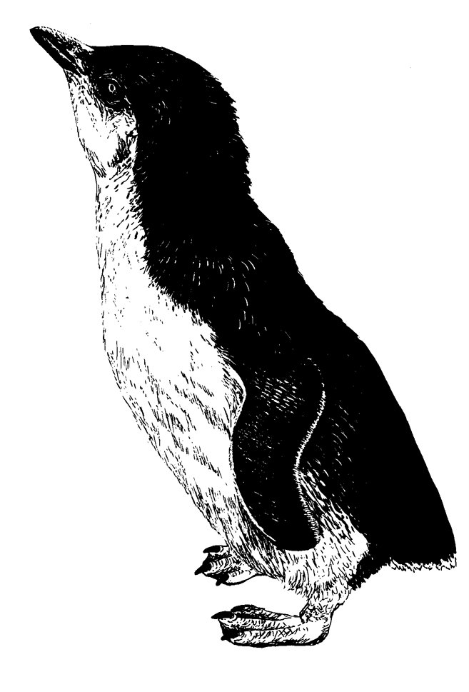 Friends of Lillico Penguins: Arabic