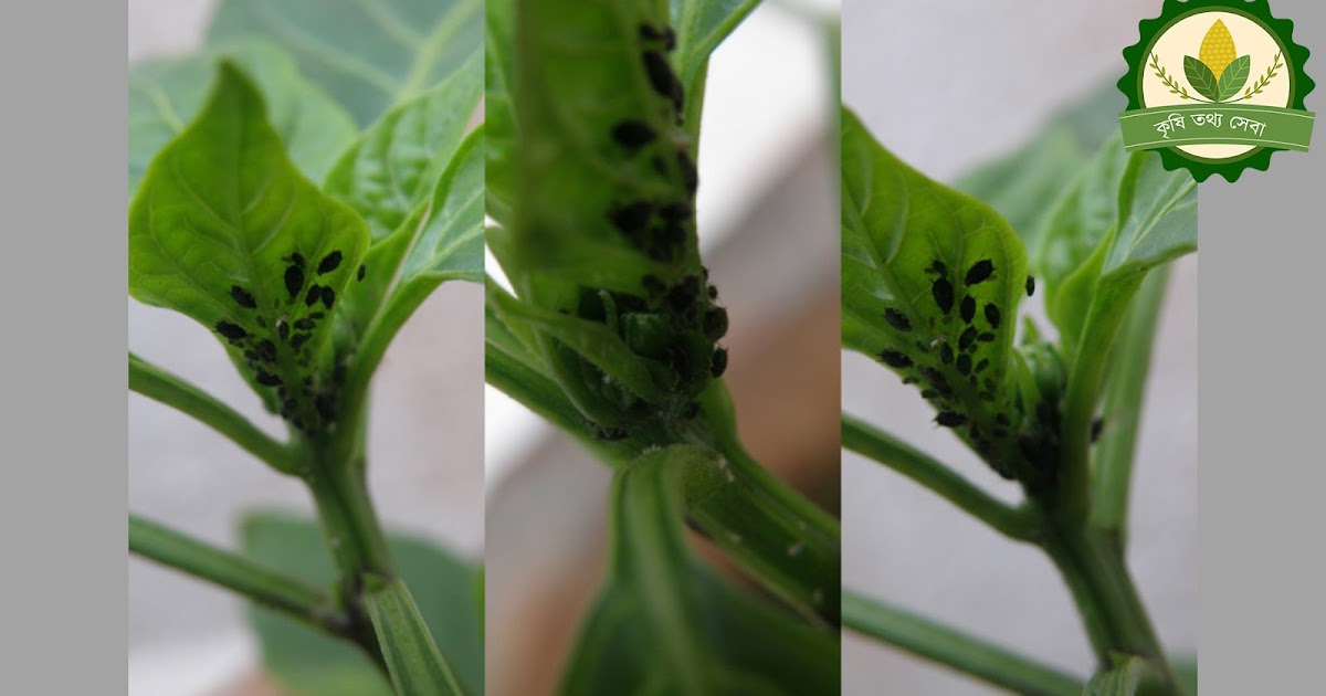 Insect Pests of Chili - কৃষি তথ্য সেবা