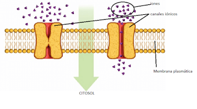 AYUDA PARA EL ESTUDIANTE: TIPOS DE RECEPTORES DE SUPERFICIE CELULAR