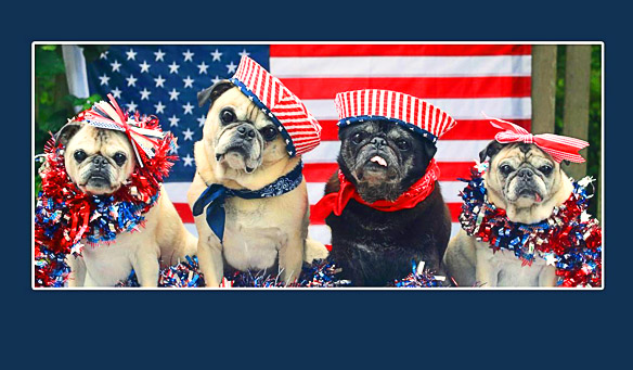VIDEO: 4 Pugs Parade on a Patriotic 4th of July Float! | BOLD and ...