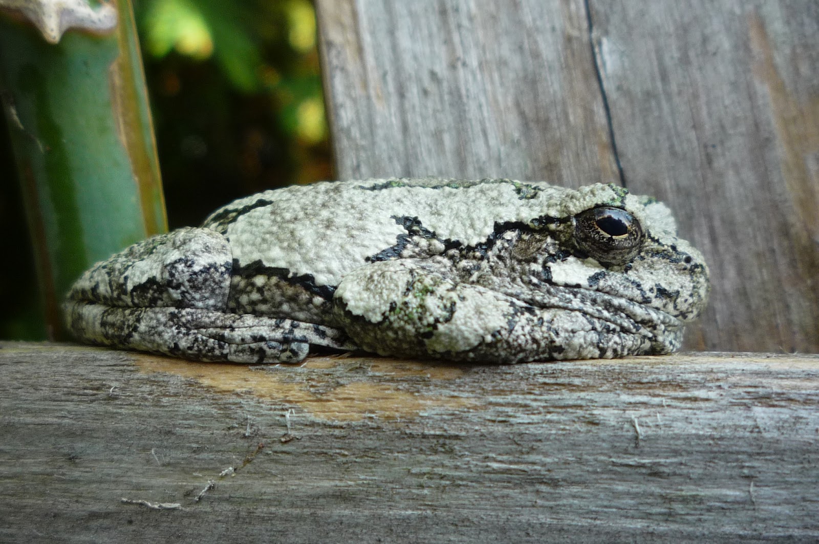 Vermont backyard flowers. August in Vermont - Electrifying | South ...