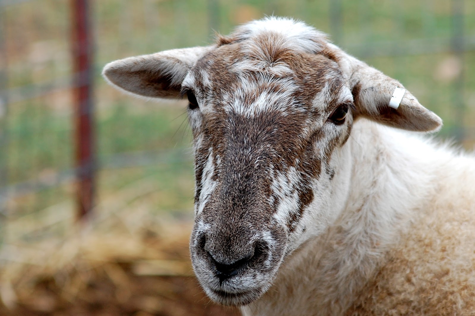 Little Hills Sheep Ranch