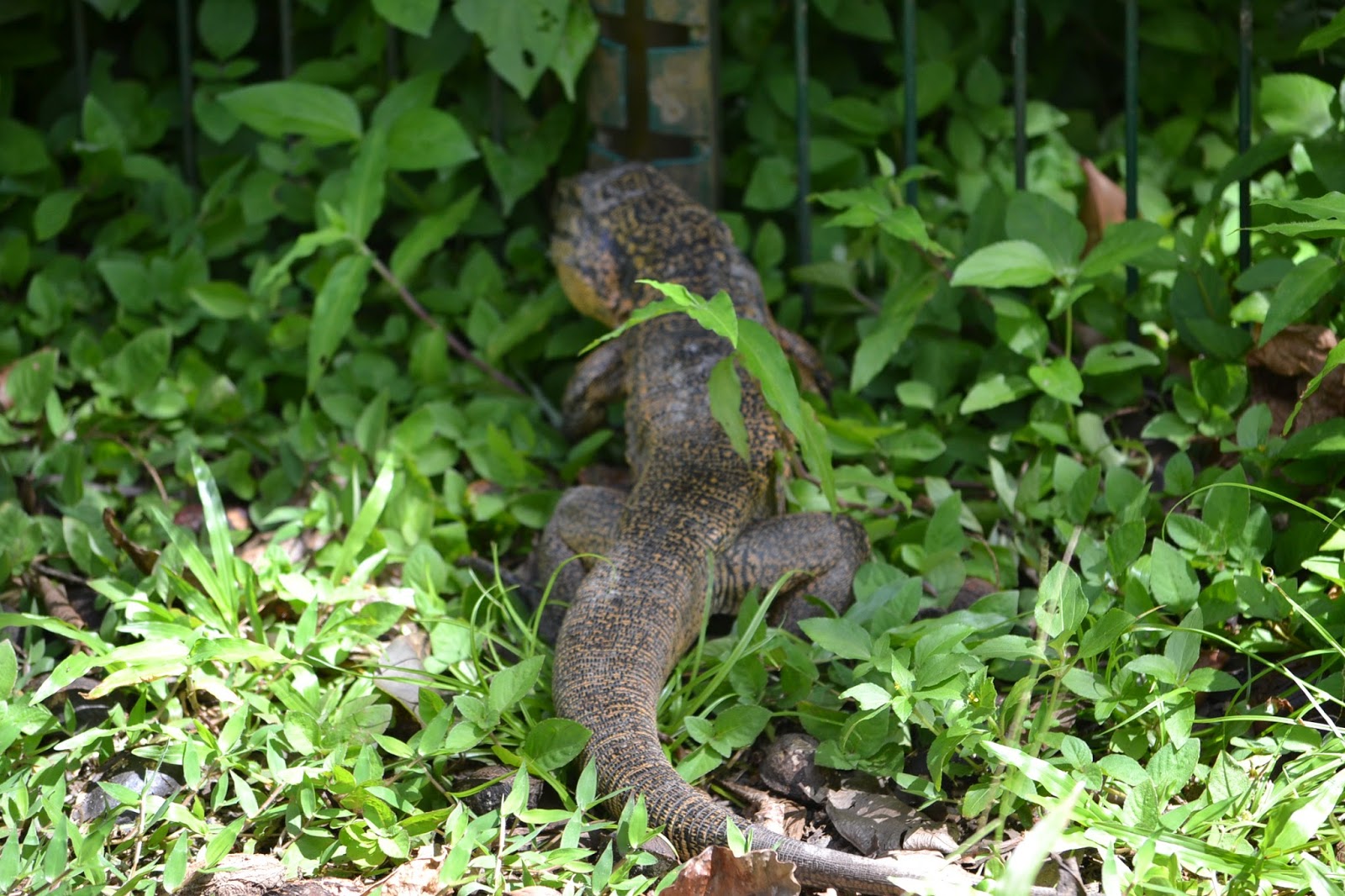 A LA DECOUVERTE DU PARADIS VERT: LE VARAN