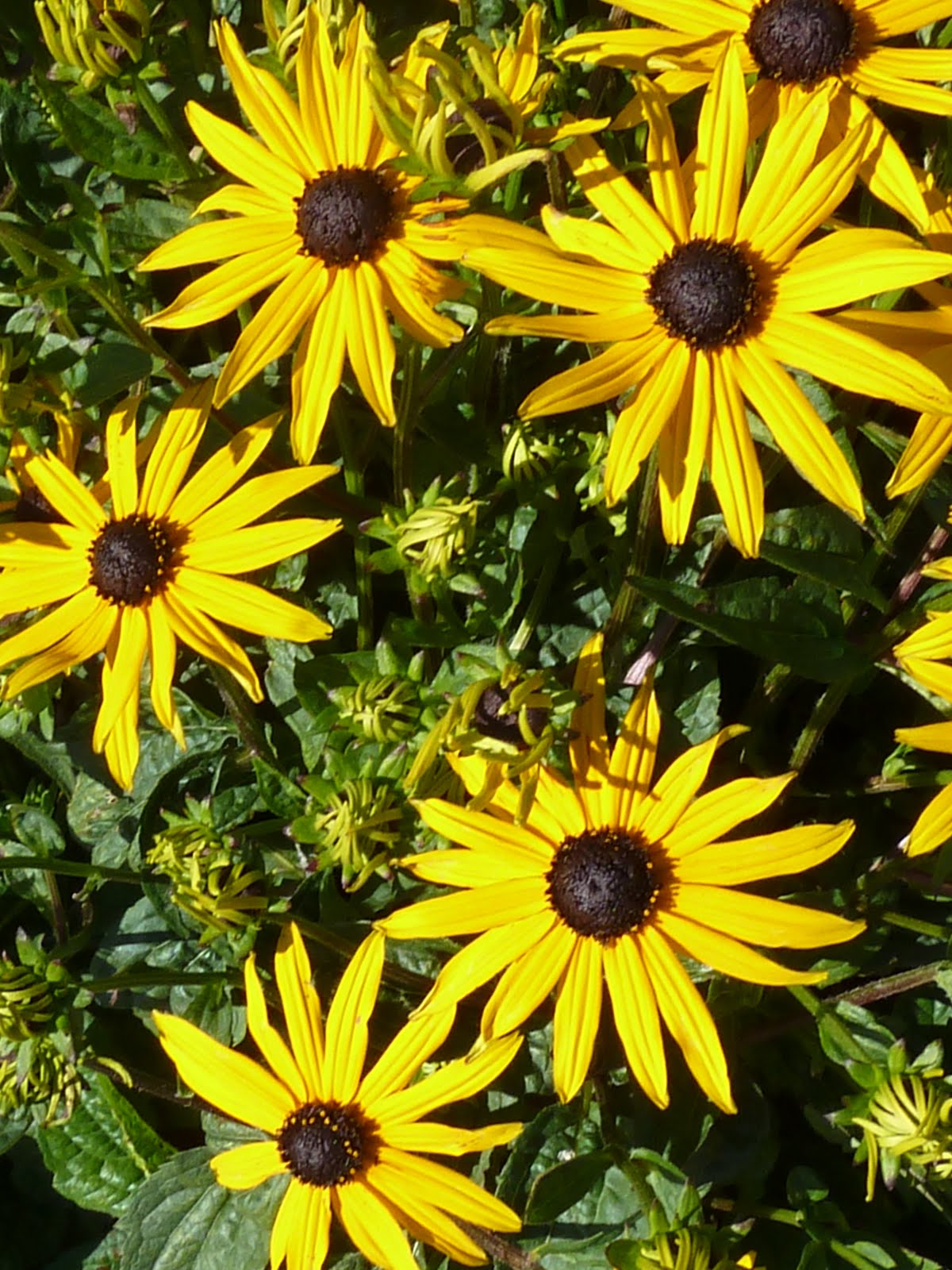 The Evans Family: Squalicum Harbor