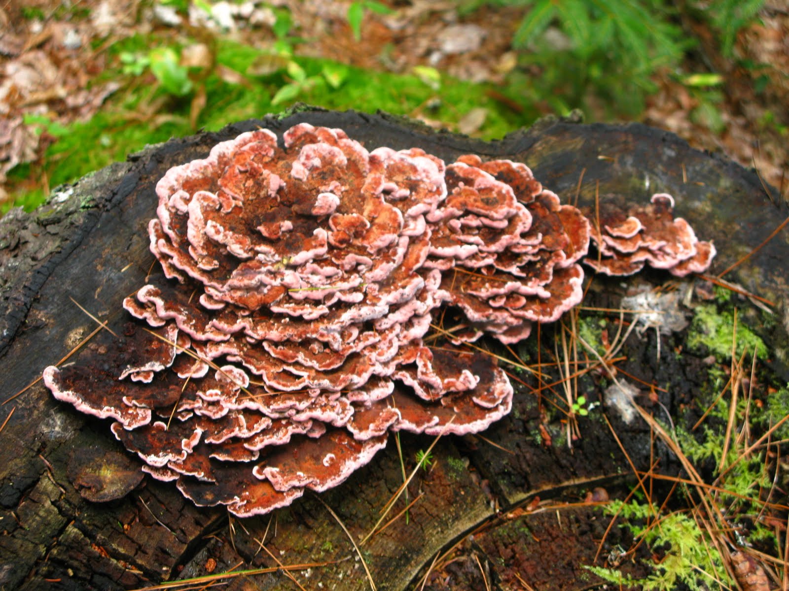 Meandering...: 'Shrooming in Acadia