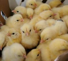 avicultura: CRIANZA DE POLLITOS BROILER CON DOS TIPOS DE ALIMENTOS