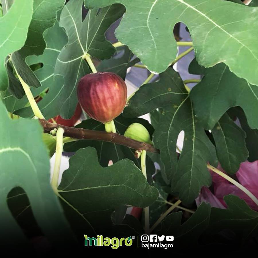 Booster Tanaman Anda!: Cara Mudah Tut Pokok Tin