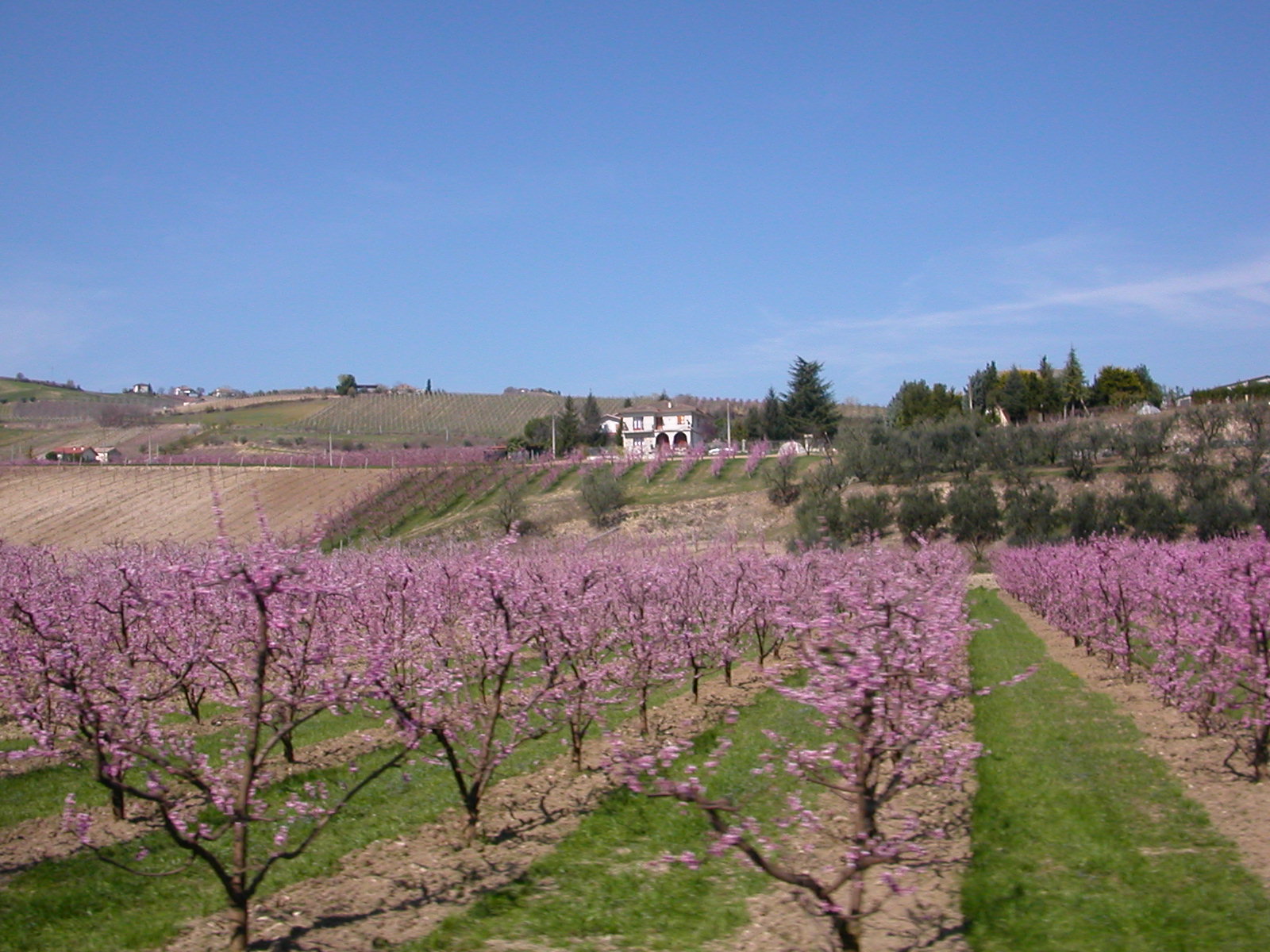 Le MARCHE e PETRITOLI: tra Adriatico e Sibillini: Petritoli : un paese ...