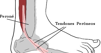 Fisioblog: EAMT PERONEO LATERAL LARGO